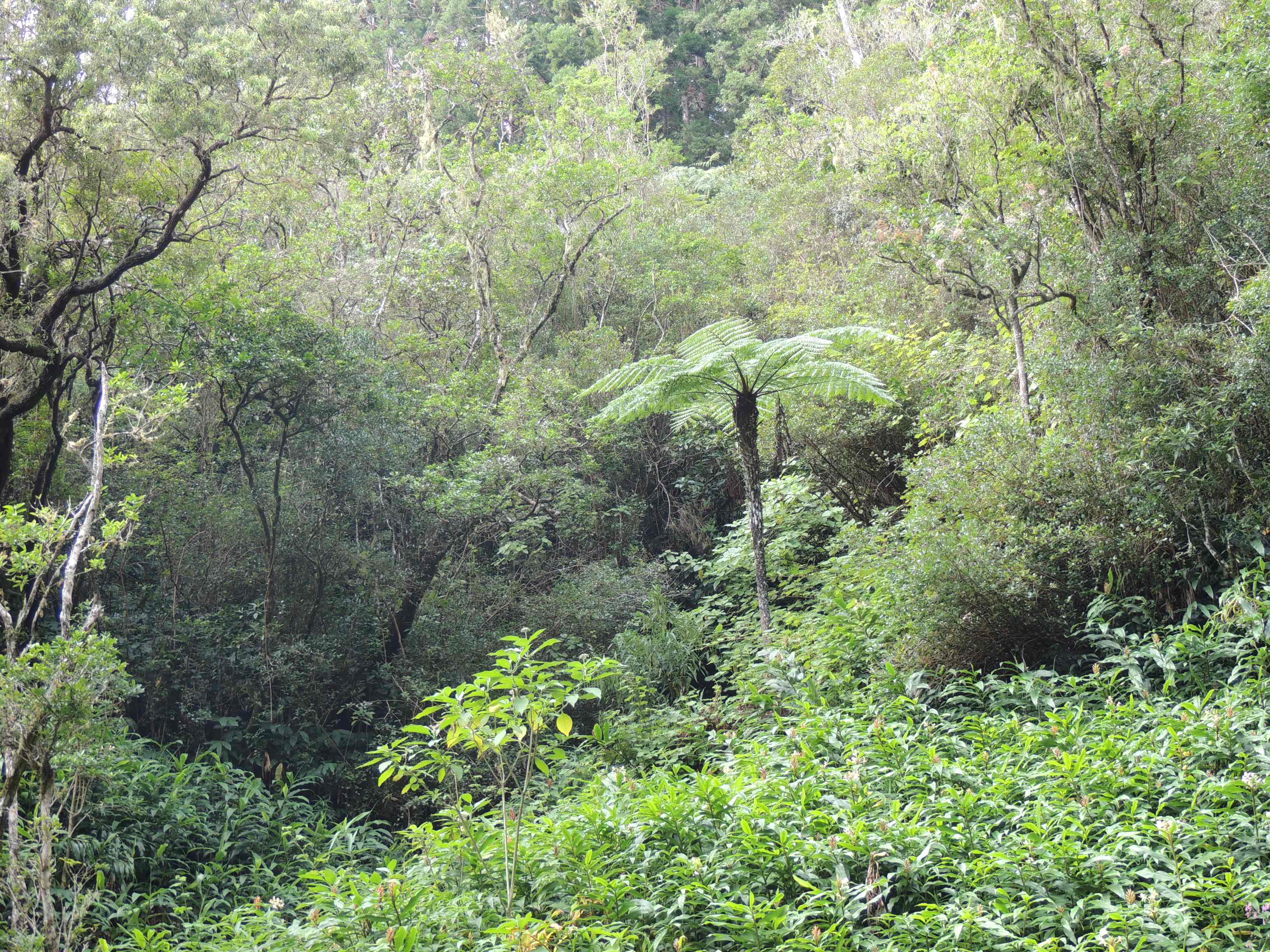 La flore de La Réunion | Habiter La Réunion