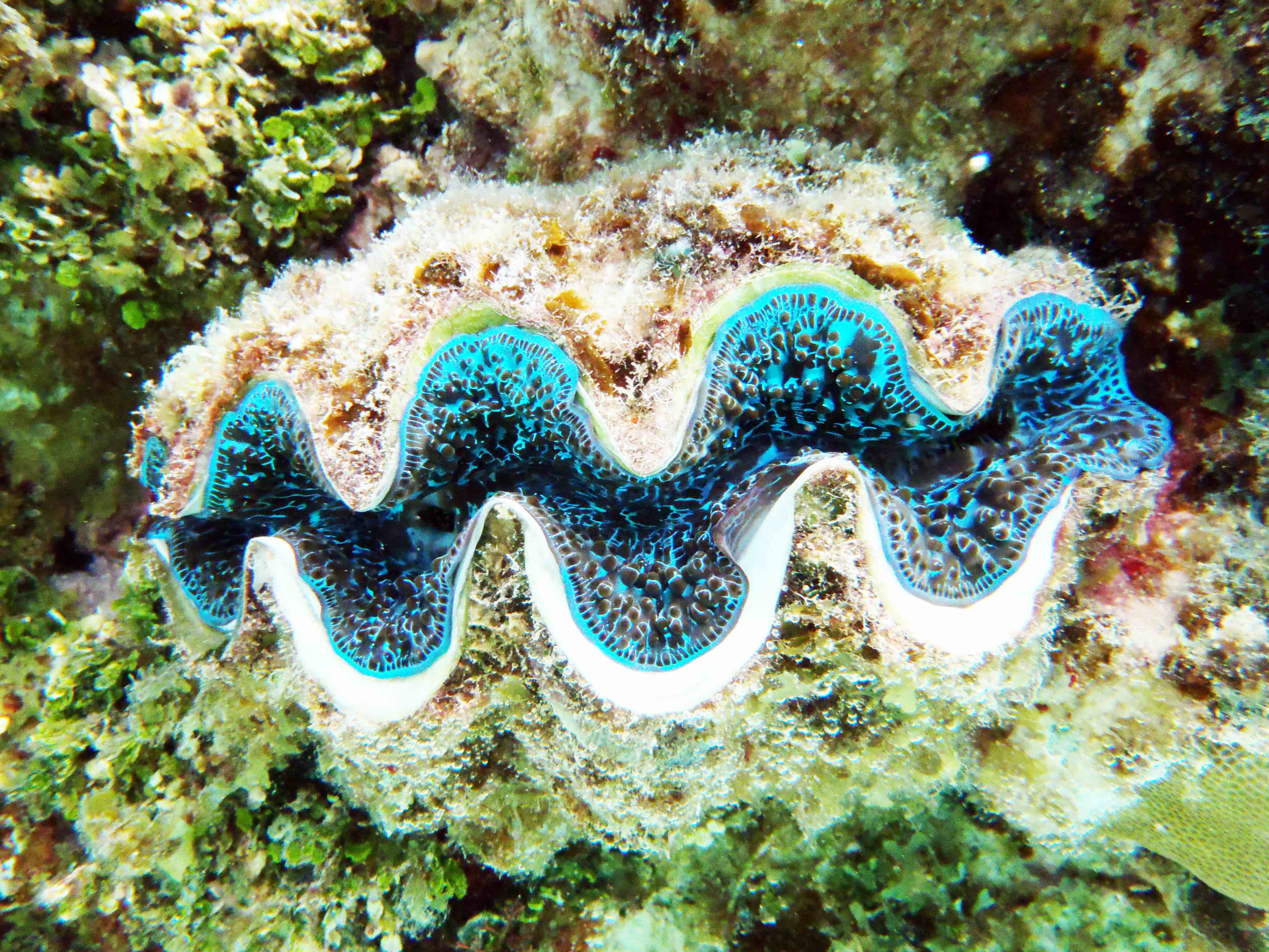 Faune marine et poissons de La Réunion | Habiter La Réunion