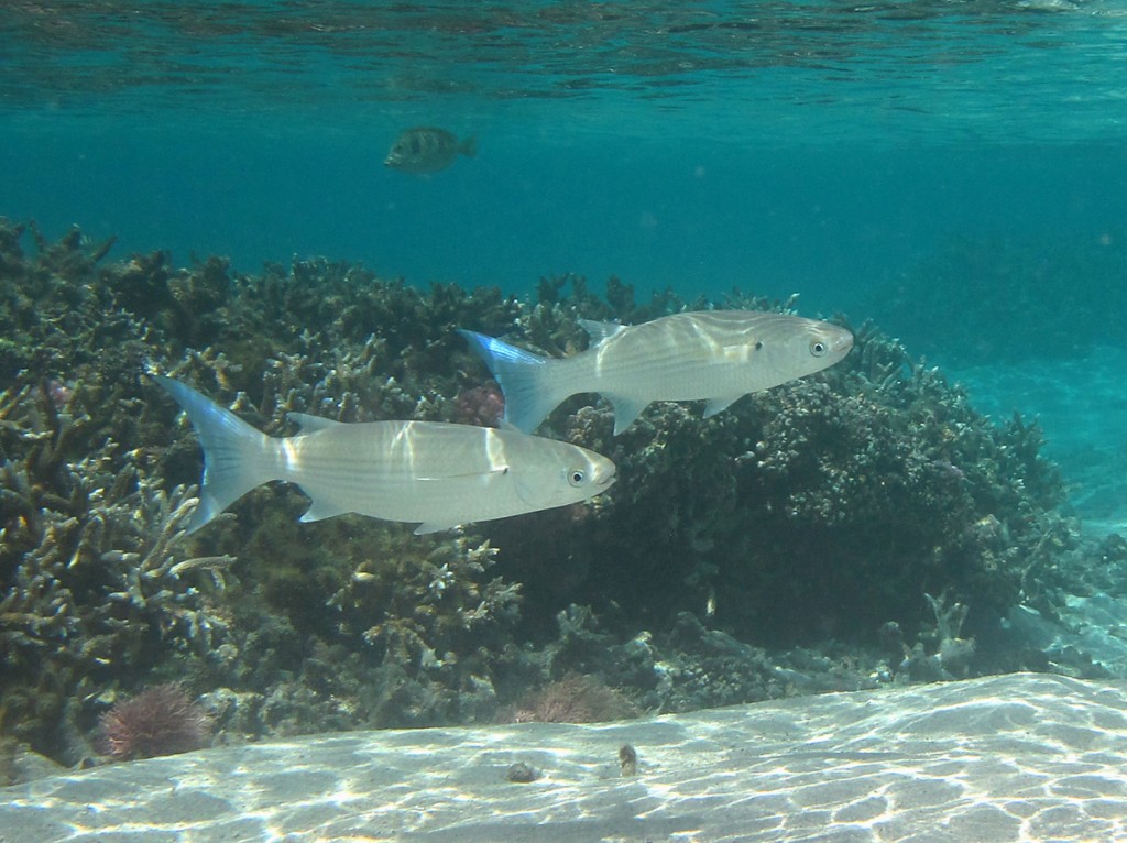 Faune marine et poissons de La Réunion - Habiter La Réunion