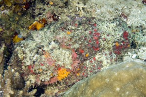 Faune marine et poissons de La Réunion - Habiter La Réunion