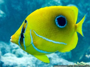 Faune marine et poissons de La Réunion - Habiter La Réunion